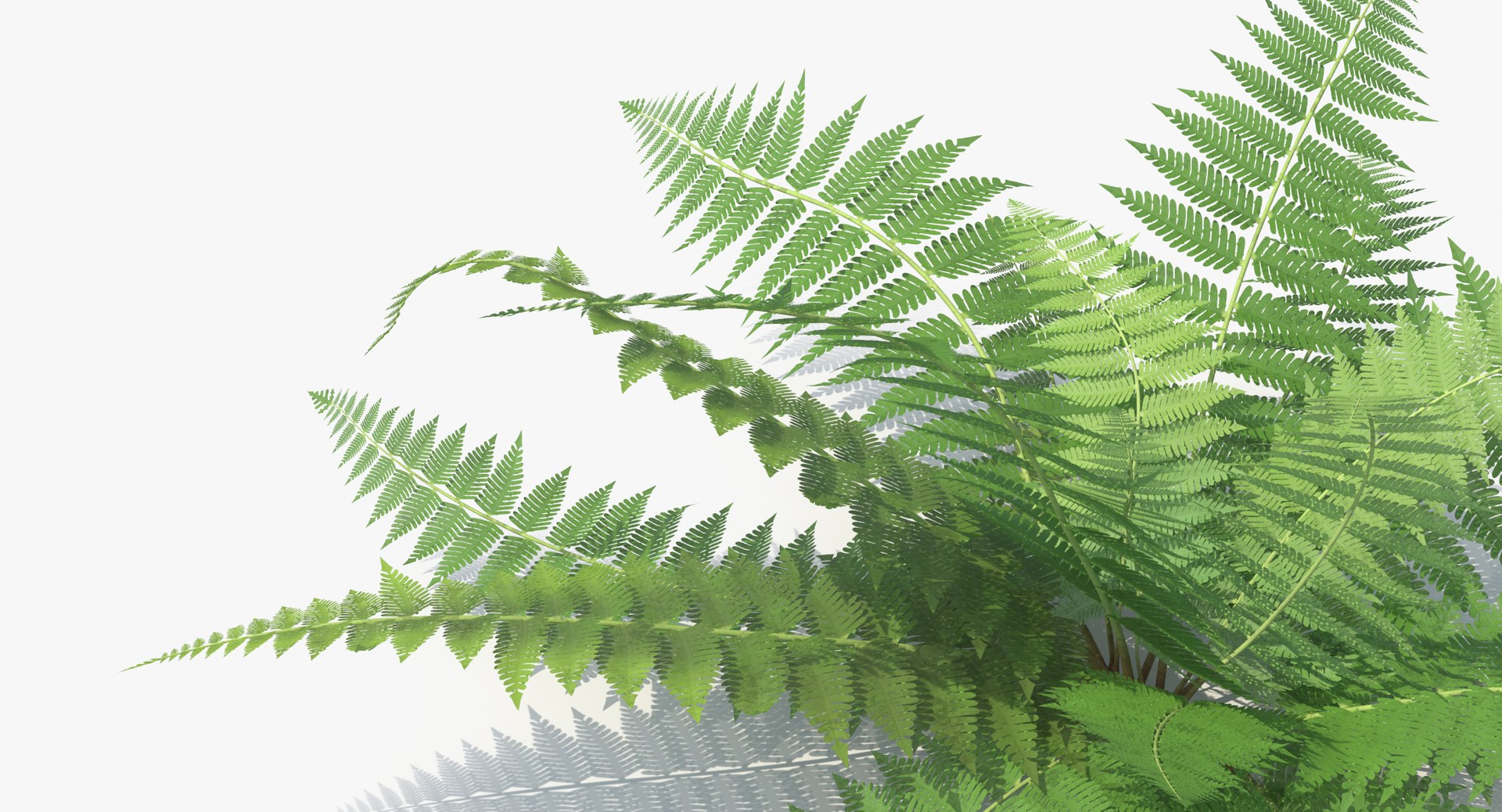3d Model Ferns 01