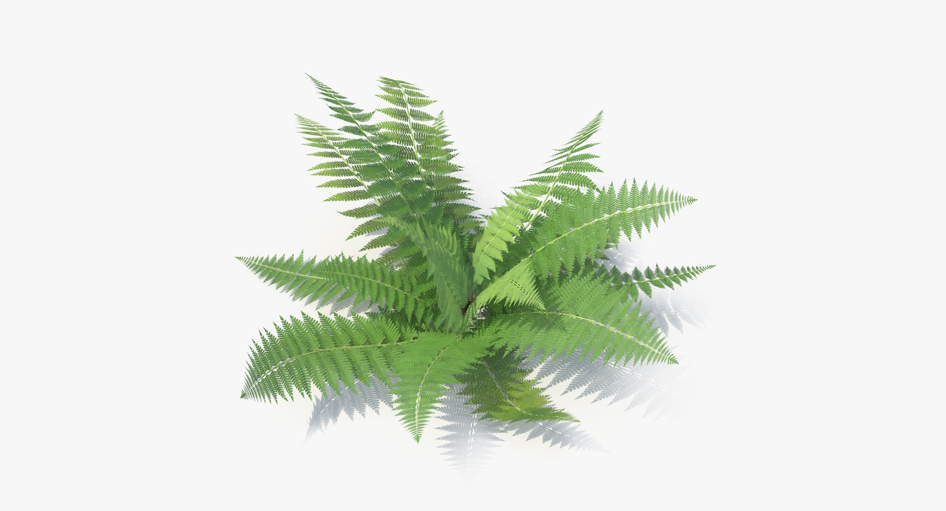 3d Model Ferns 01