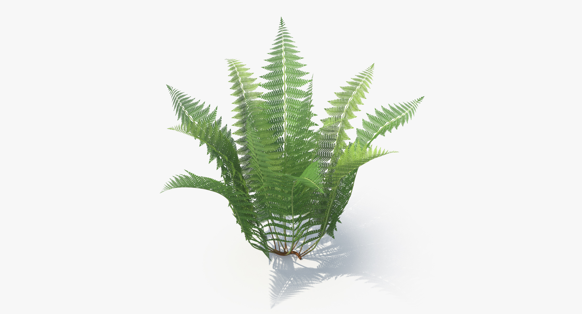 3d Model Ferns 01
