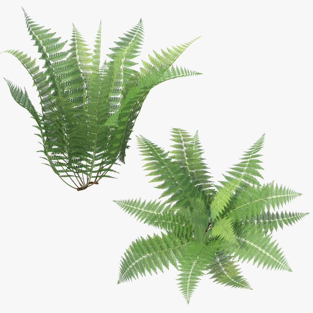 3d Model Ferns 01