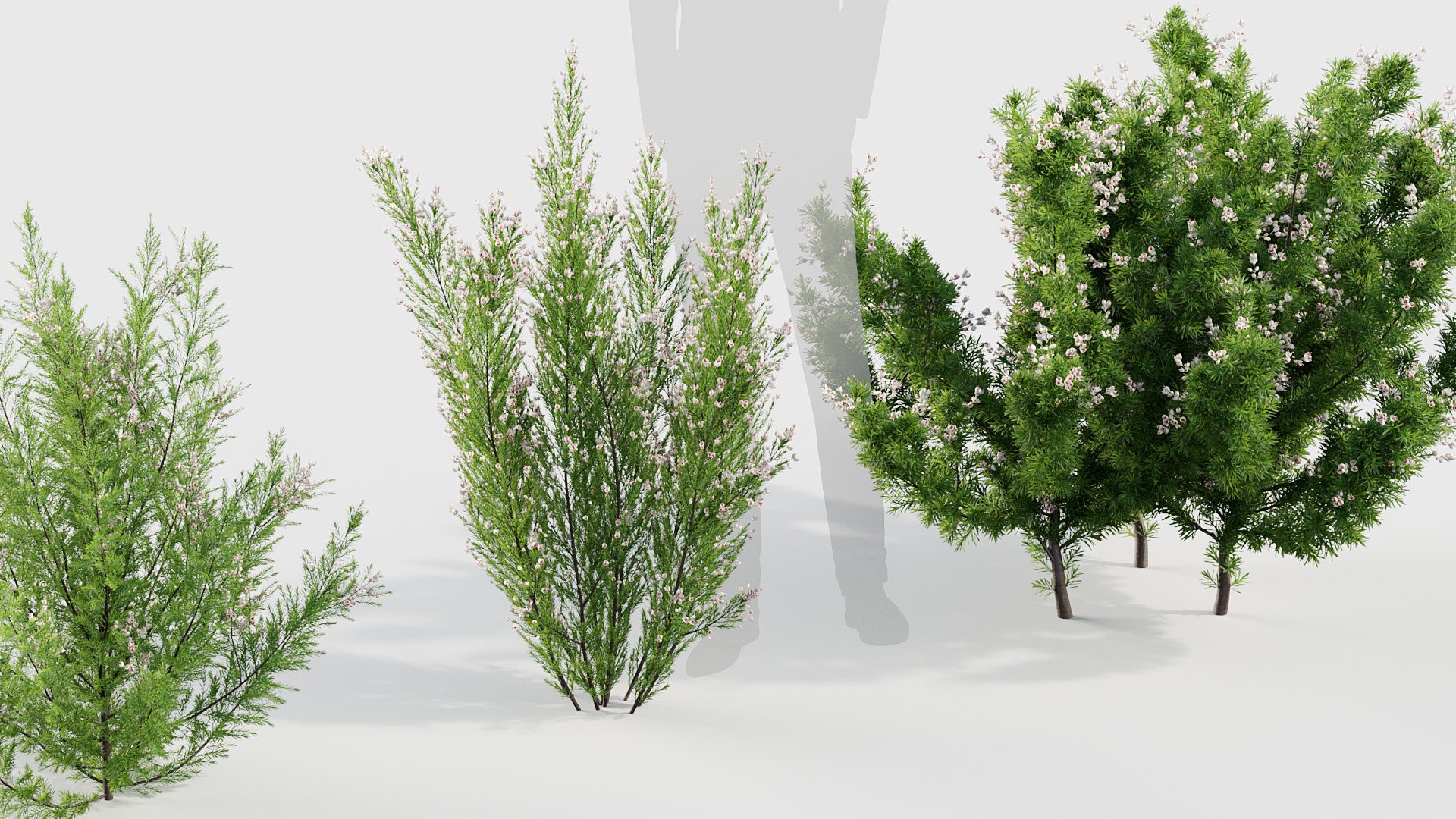 Erica Arborea Tree Heath 3D Model - TurboSquid 2109704