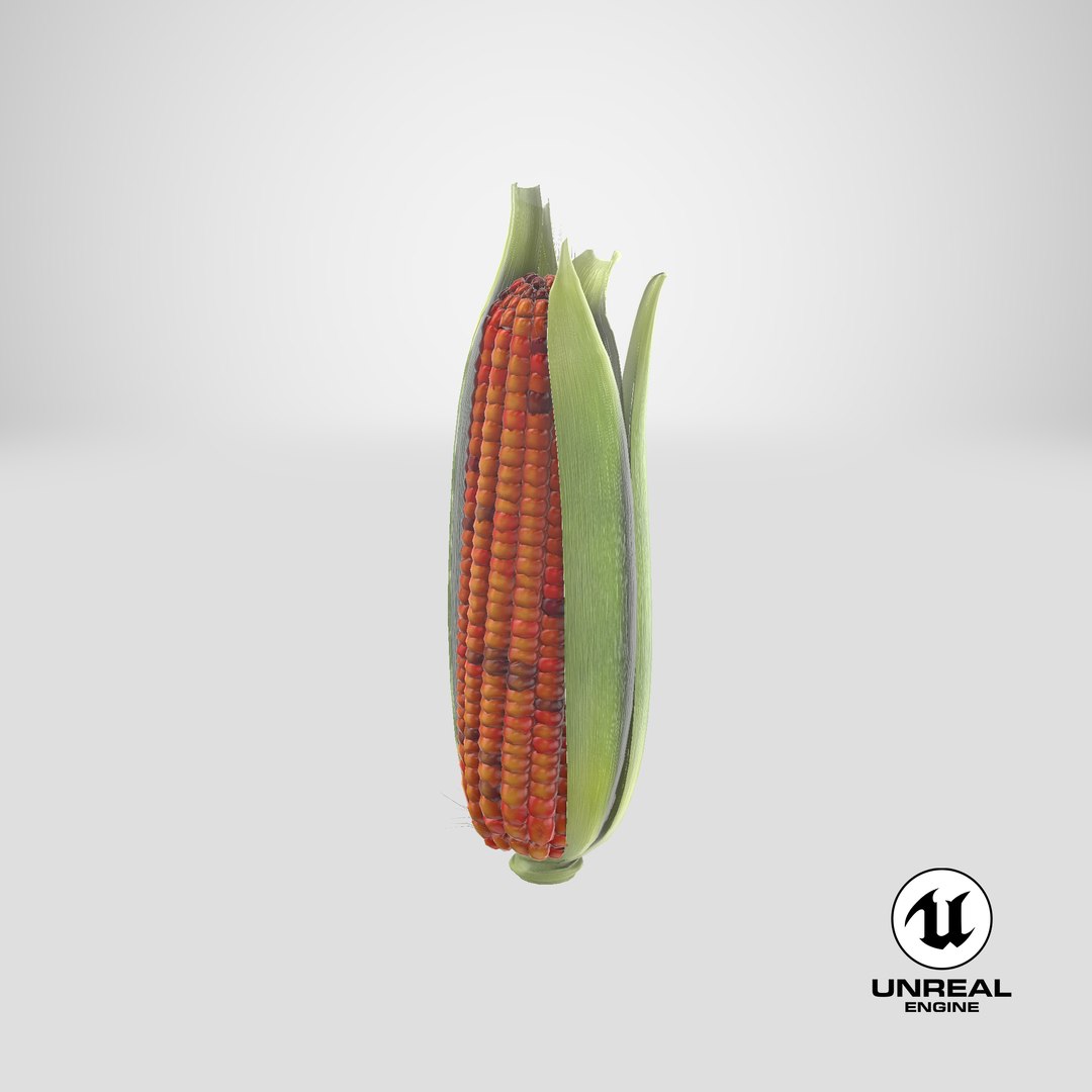 Ears-of-corn---01-cv3 3D - TurboSquid 1338402