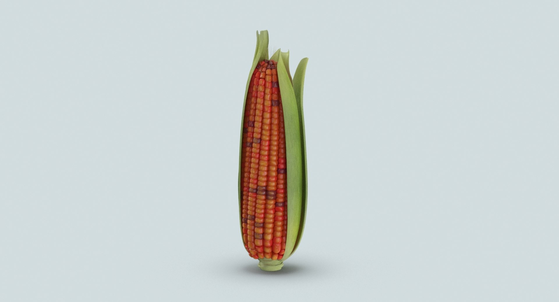 Ears-of-corn---01-cv3 3D - TurboSquid 1338402
