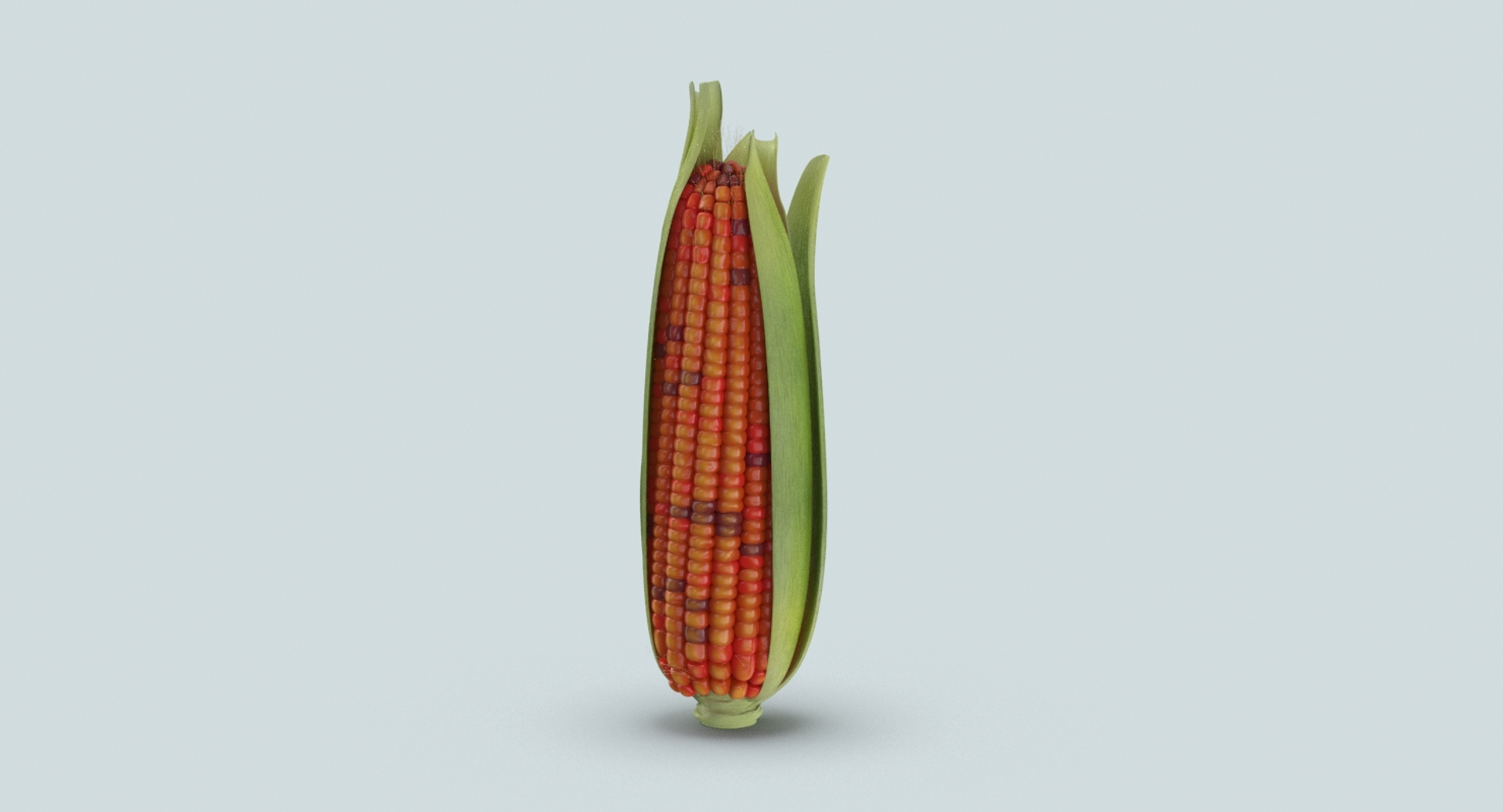 Ears-of-corn---01-cv3 3D - TurboSquid 1338402