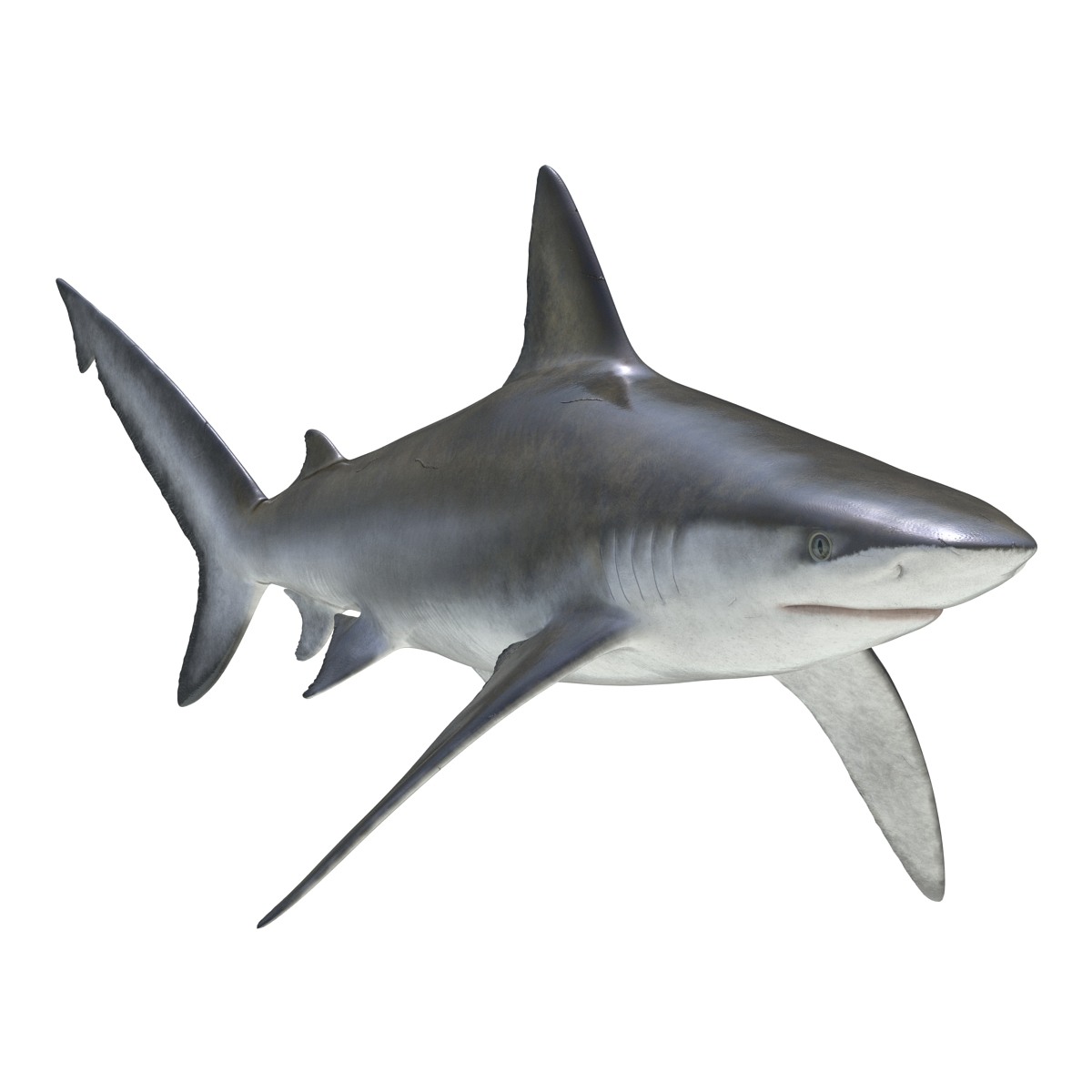 3D sharks rigged 7 model - TurboSquid 1514246
