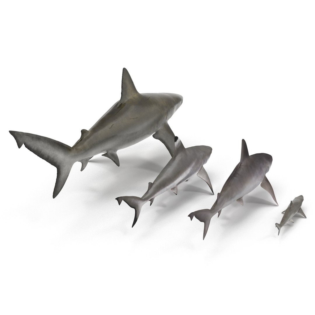 3D Sharks Rigged 7 Model - TurboSquid 1514246