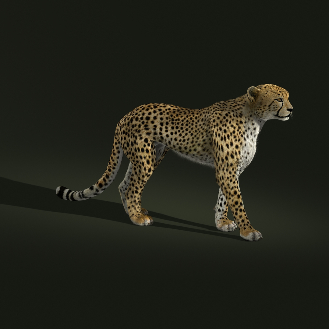 Cheetah Rigged Fur Ma