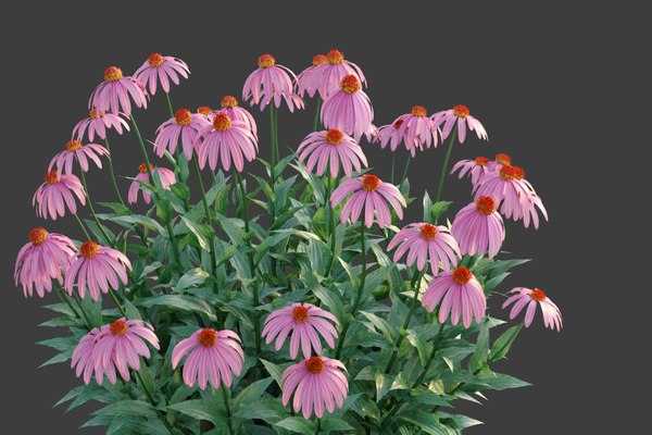 XfrogPlants Purple Coneflower - Echinacea Purpurea 3D - TurboSquid 1731012