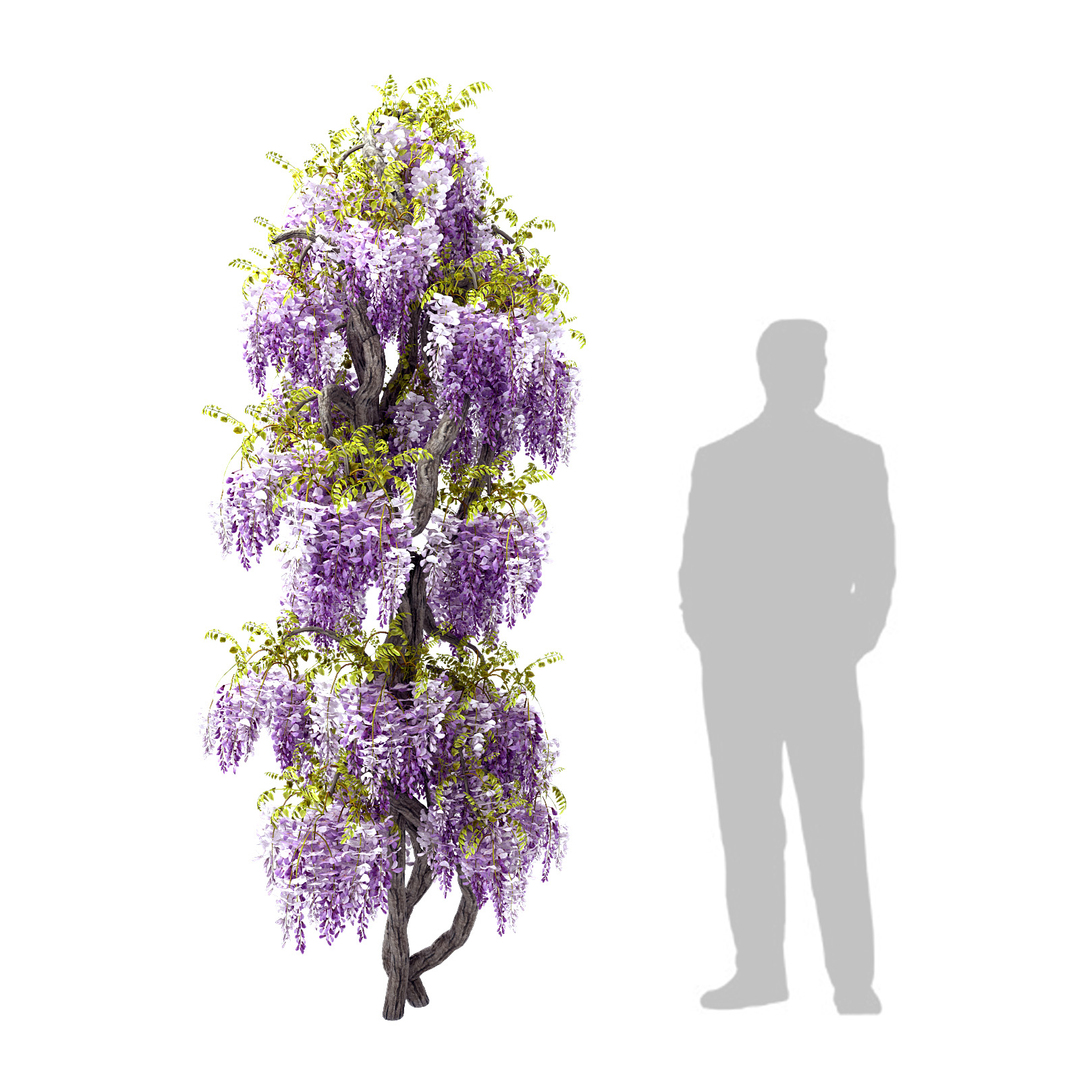 Wisteria Sinensis Flowering 3d Model
