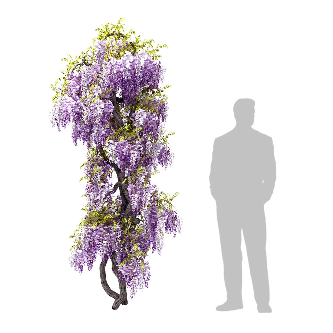 Wisteria Sinensis Flowering 3d Model