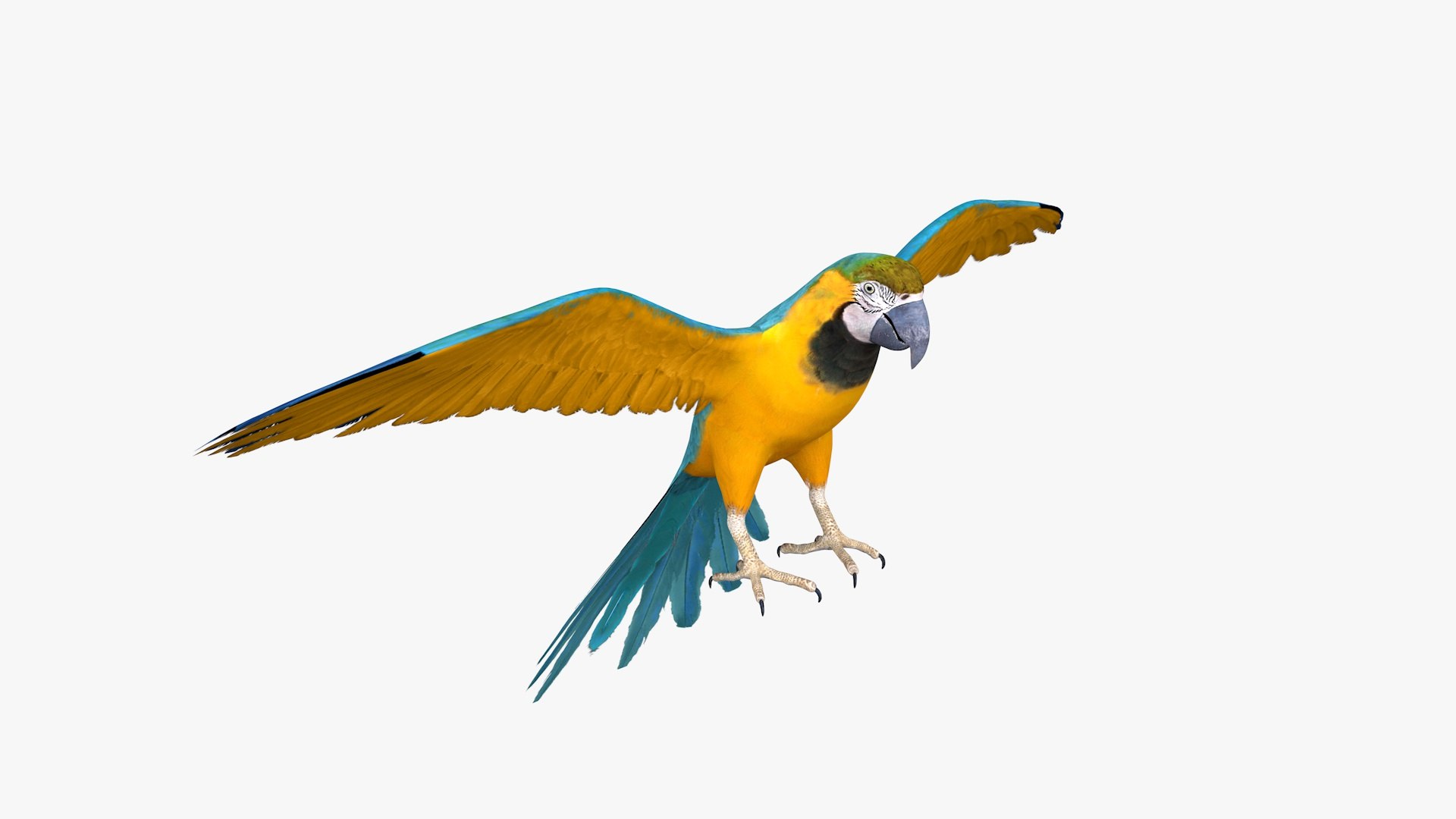 Parrot Model - TurboSquid 2351200
