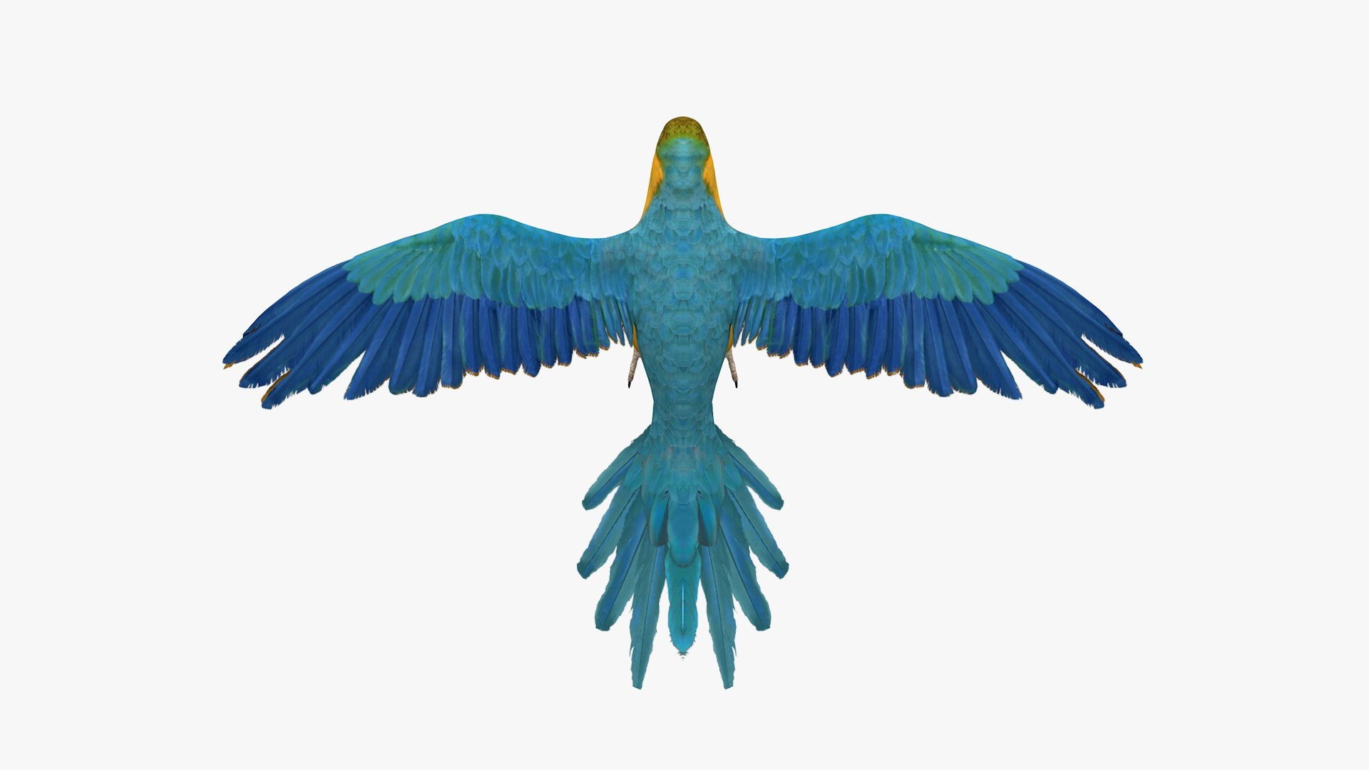 Parrot Model - TurboSquid 2351200