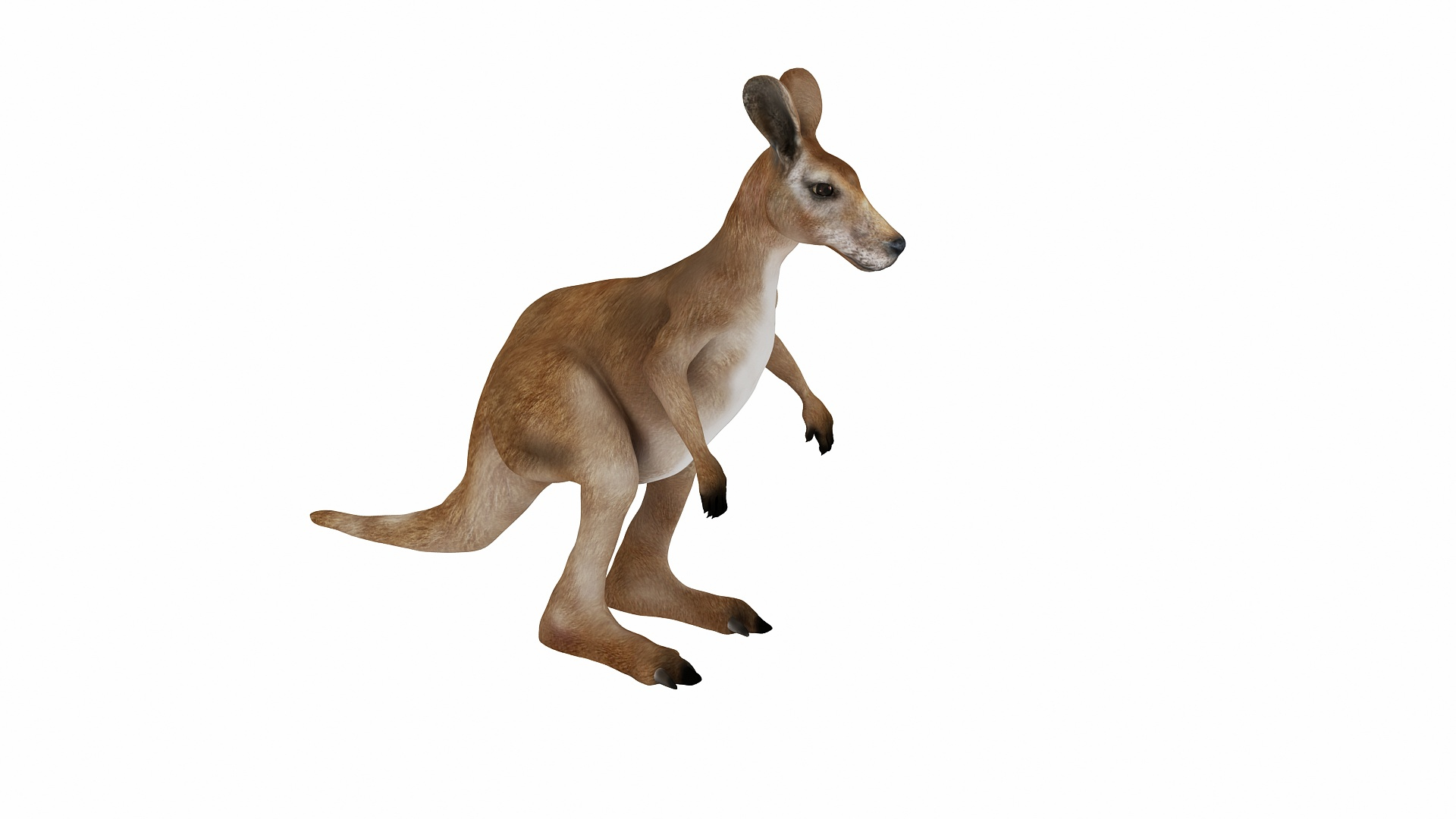 3D Marsupial Mammal Kangaroo - TurboSquid 1444153