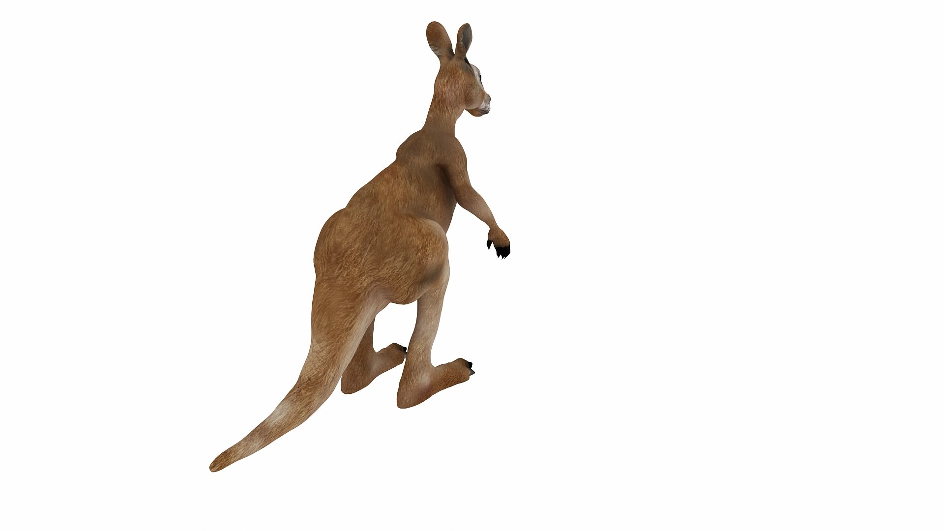 3D Marsupial Mammal Kangaroo - TurboSquid 1444153
