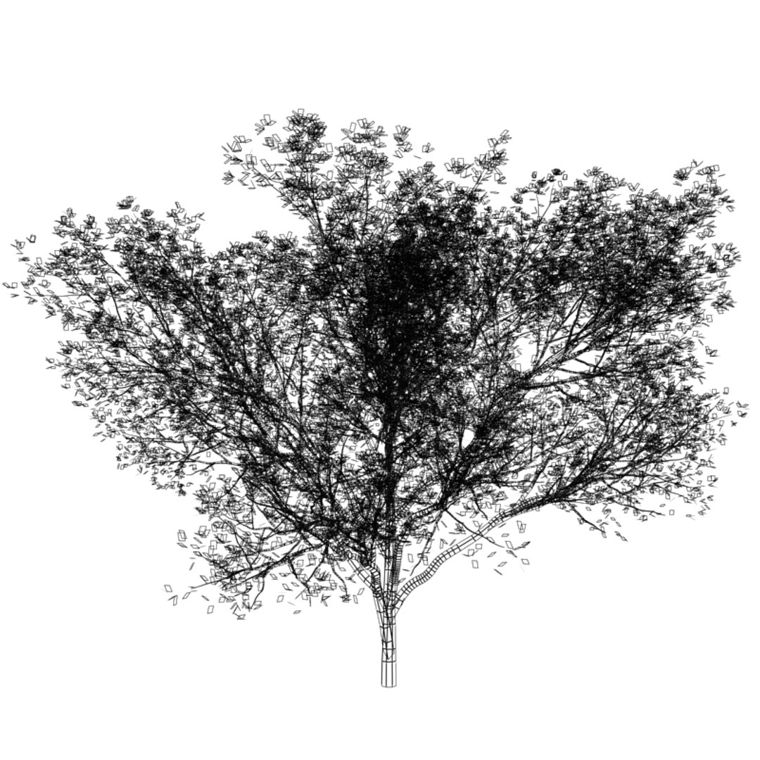 3d model bursera simaruba