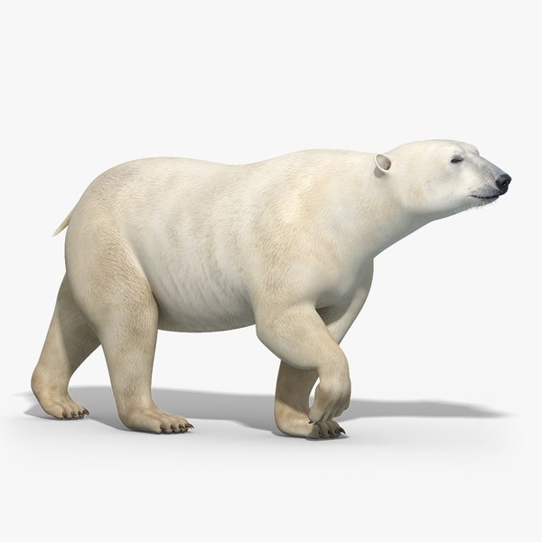 Polar Bear 3D Models for Download | TurboSquid