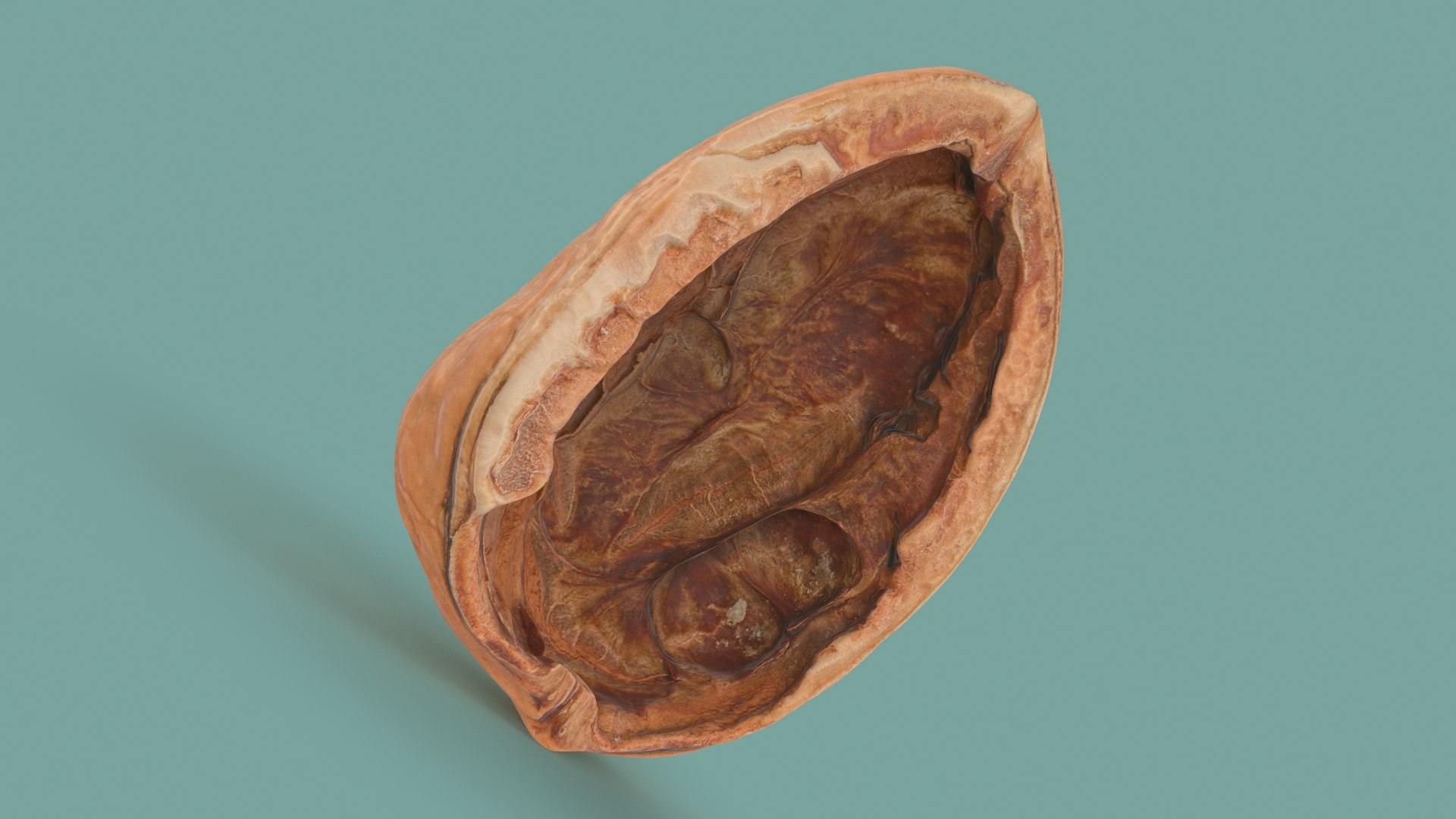 3D Walnut Collection Model - TurboSquid 2040415