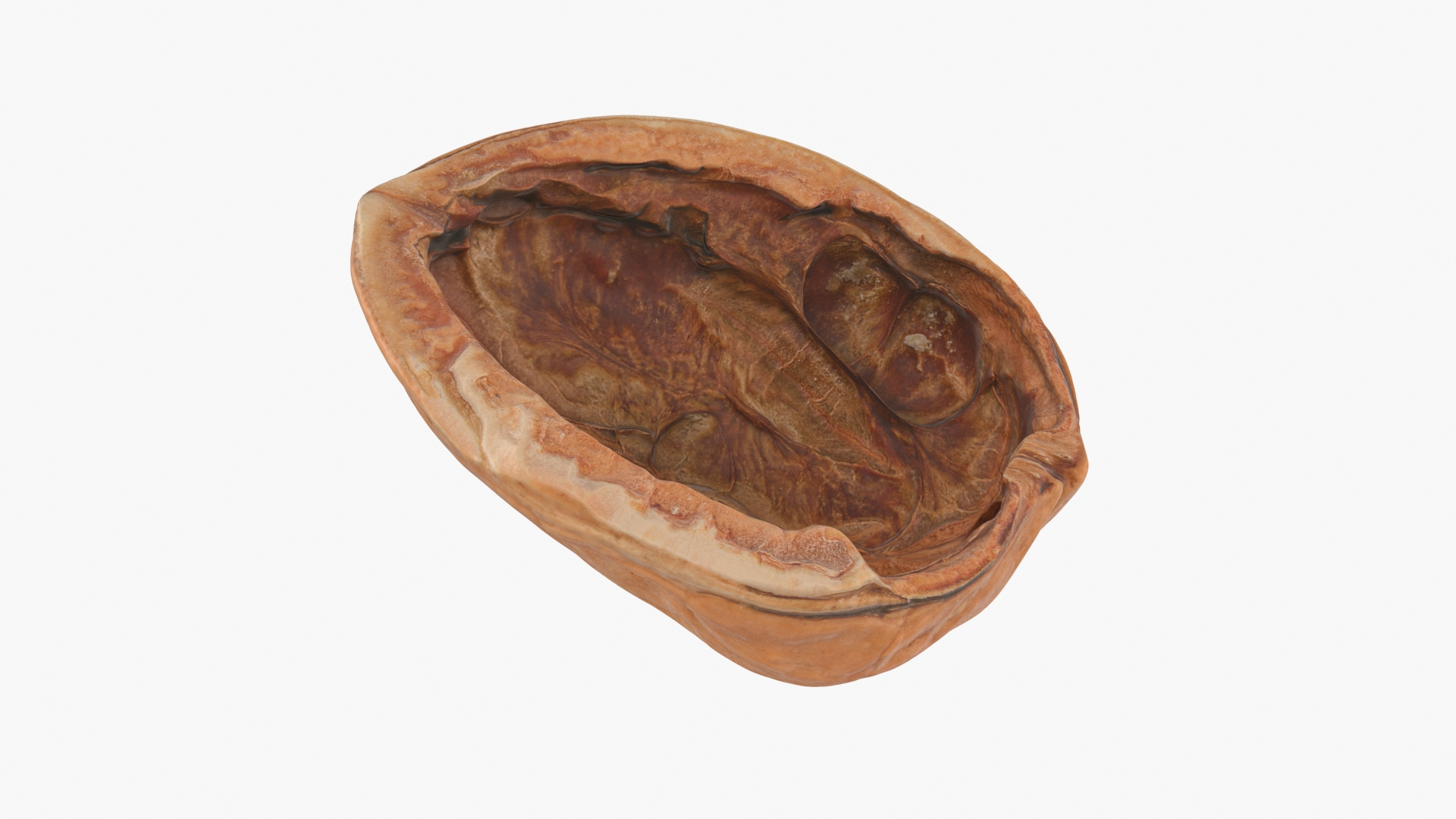 3D Walnut Collection Model - TurboSquid 2040415