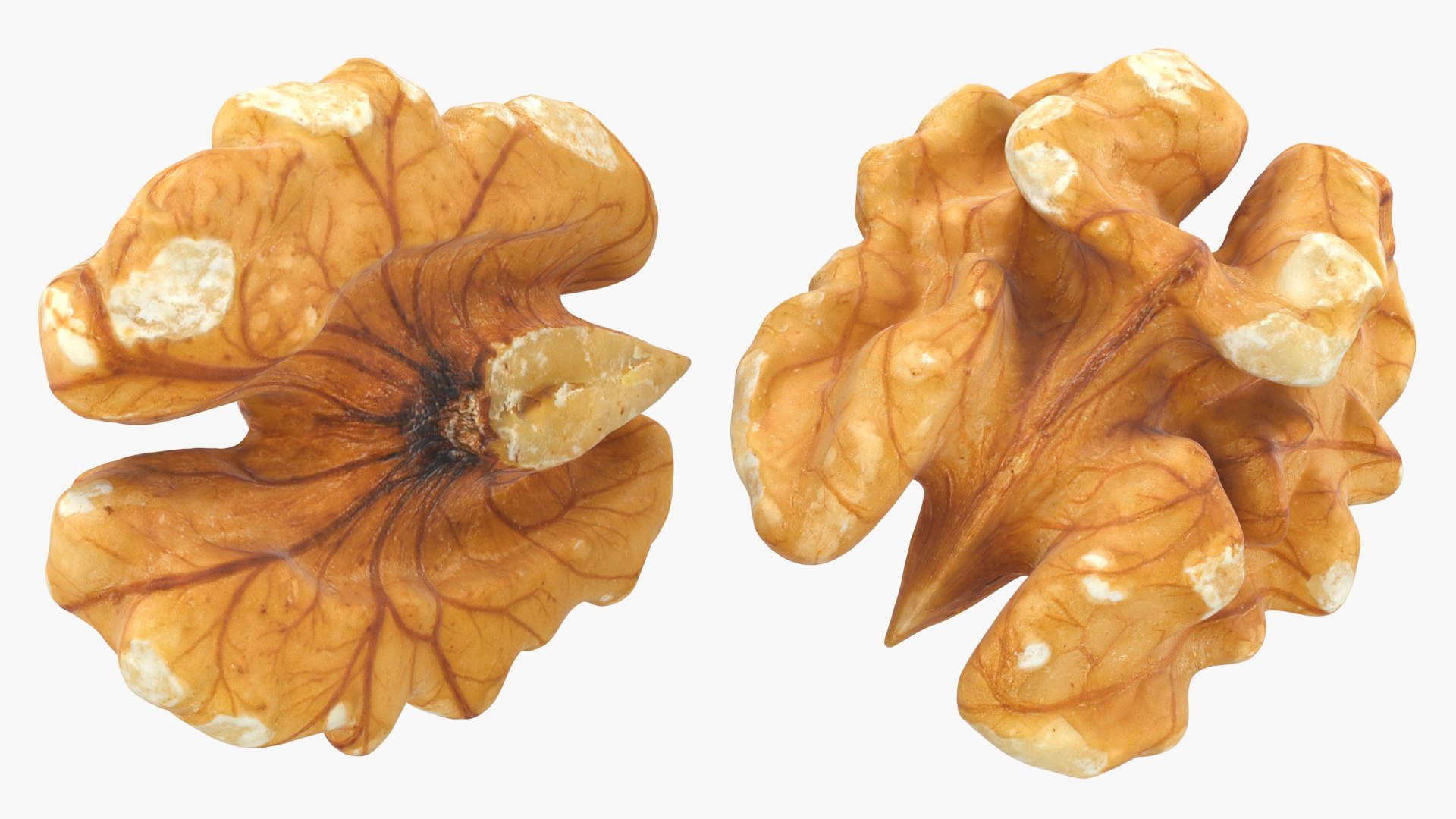 3D Walnut Collection Model - TurboSquid 2040415