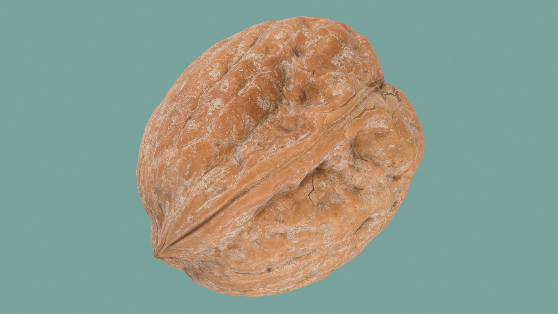 3D Walnut Collection Model - TurboSquid 2040415