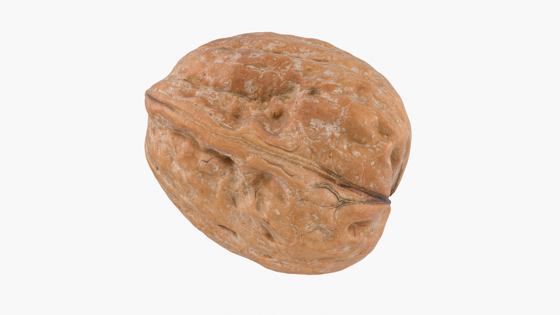 3D Walnut Collection Model - TurboSquid 2040415