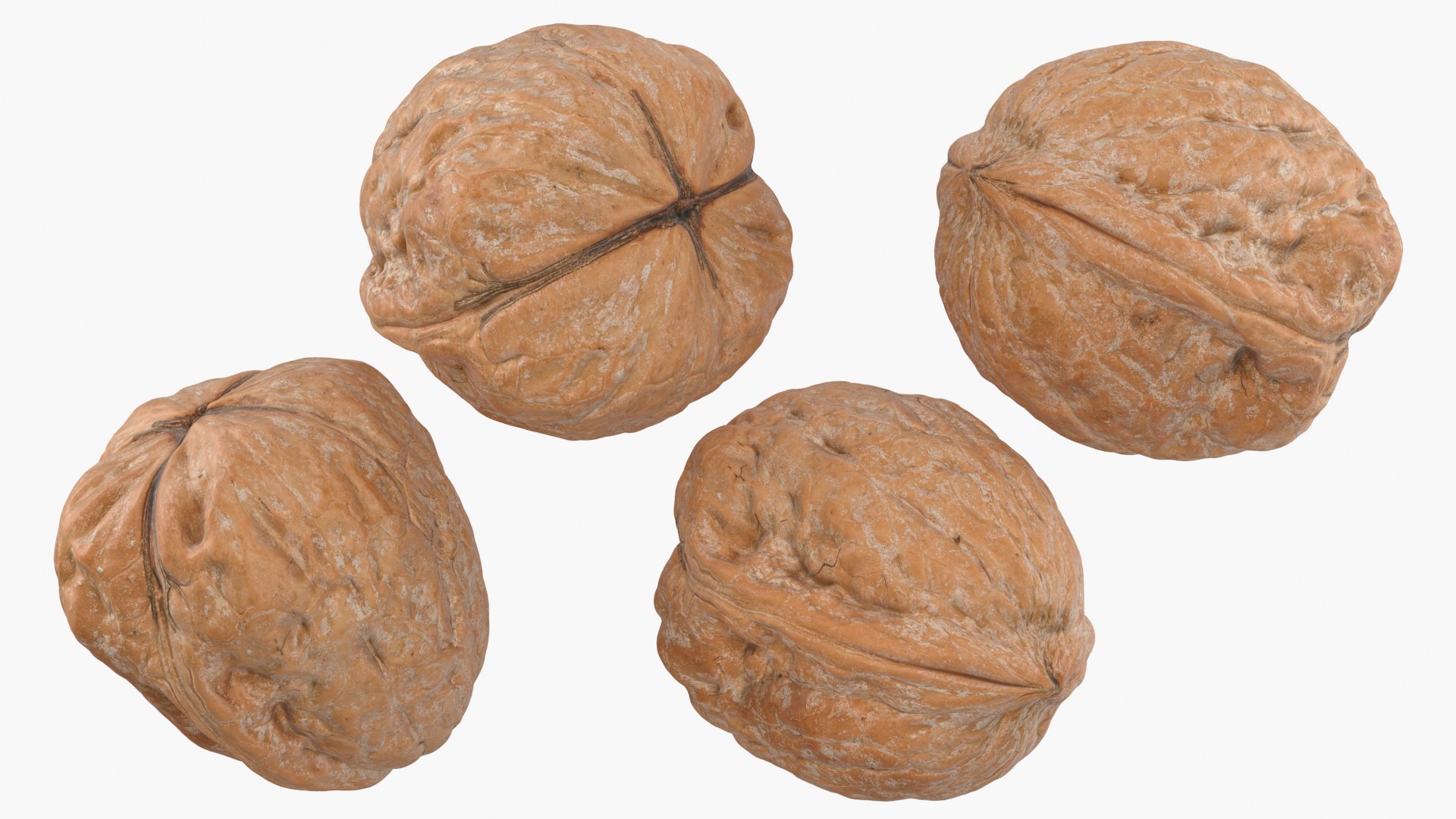 3D Walnut Collection Model - TurboSquid 2040415