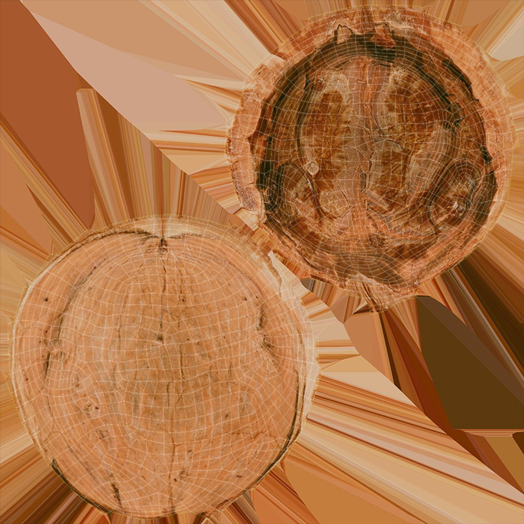 3D Walnut Collection Model - TurboSquid 2040415