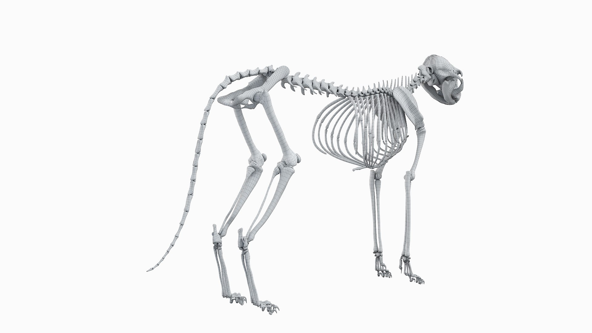 3D cat body skeleton static model - TurboSquid 1696267