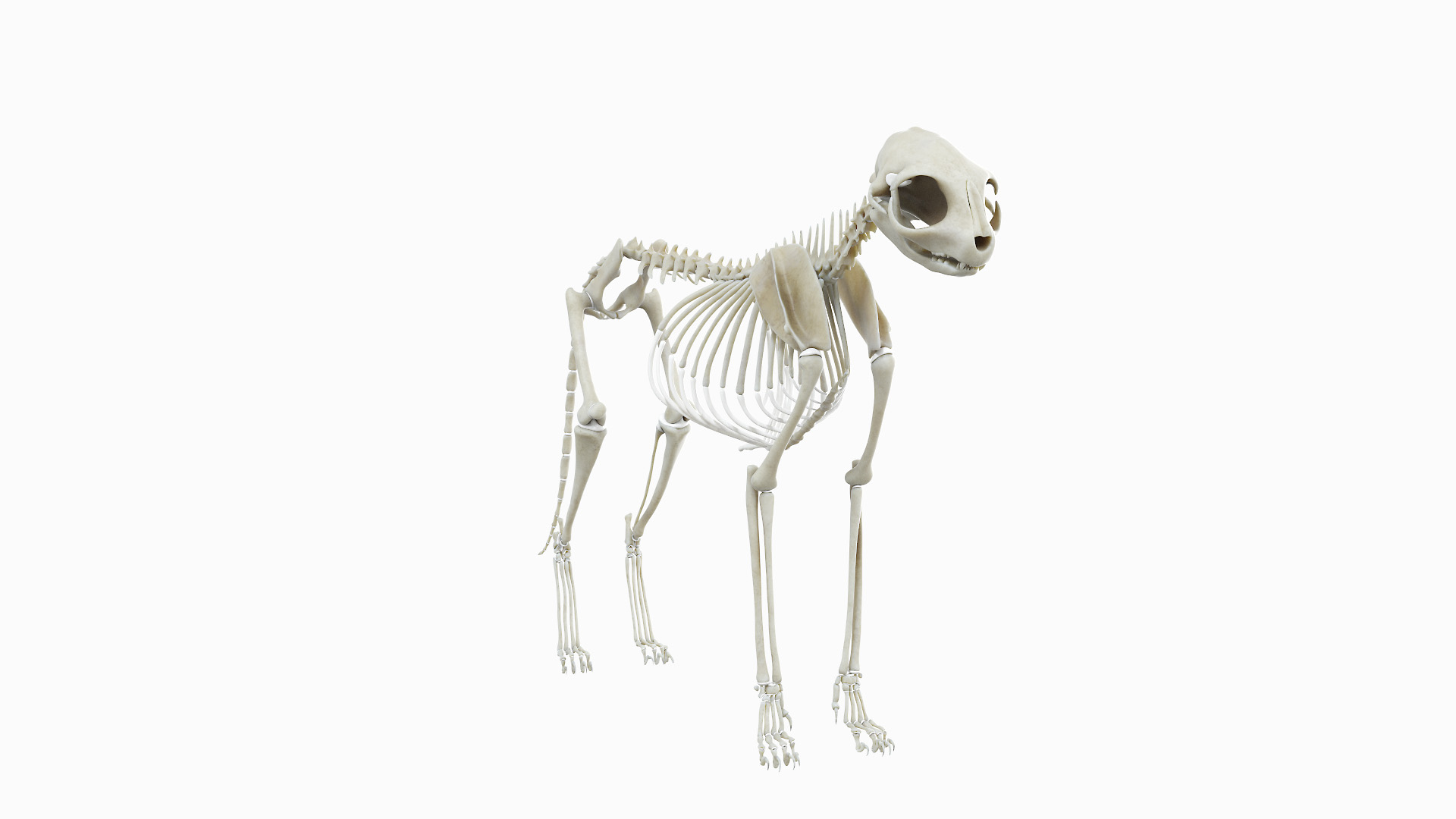 3D Cat Body Skeleton Static Model - TurboSquid 1696267