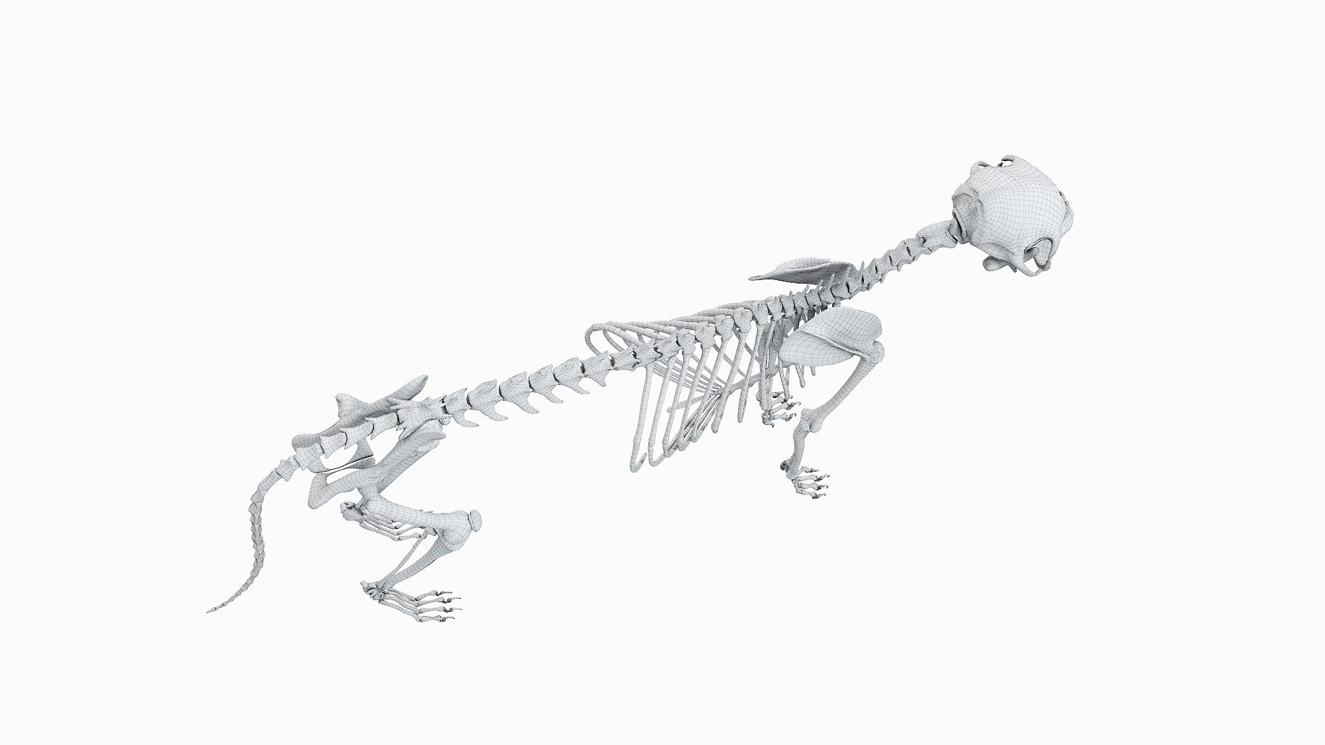 3D cat body skeleton static model - TurboSquid 1696267