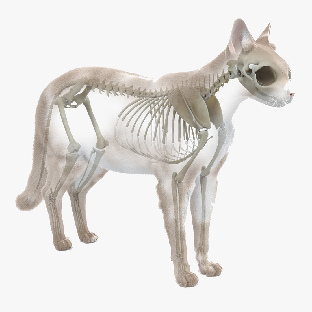 3D cat body skeleton static model - TurboSquid 1696267