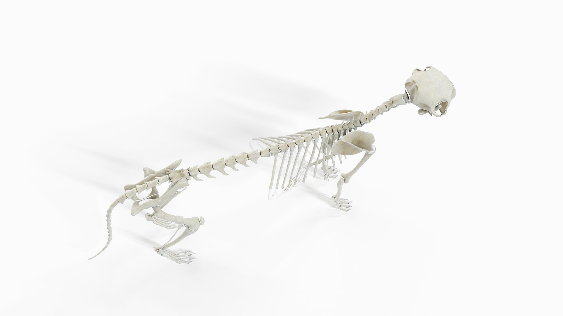 3D Cat Body Skeleton Static Model - TurboSquid 1696267