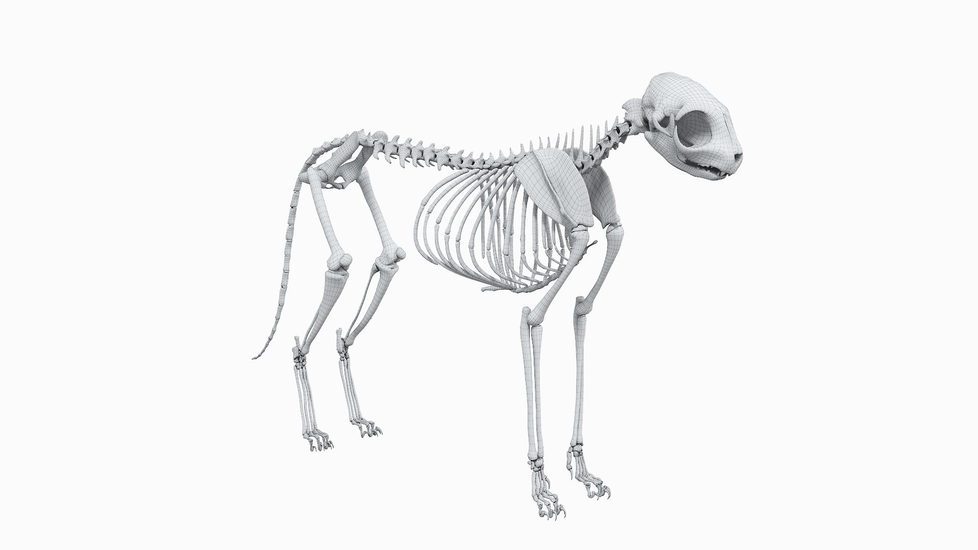 3D cat body skeleton static model - TurboSquid 1696267