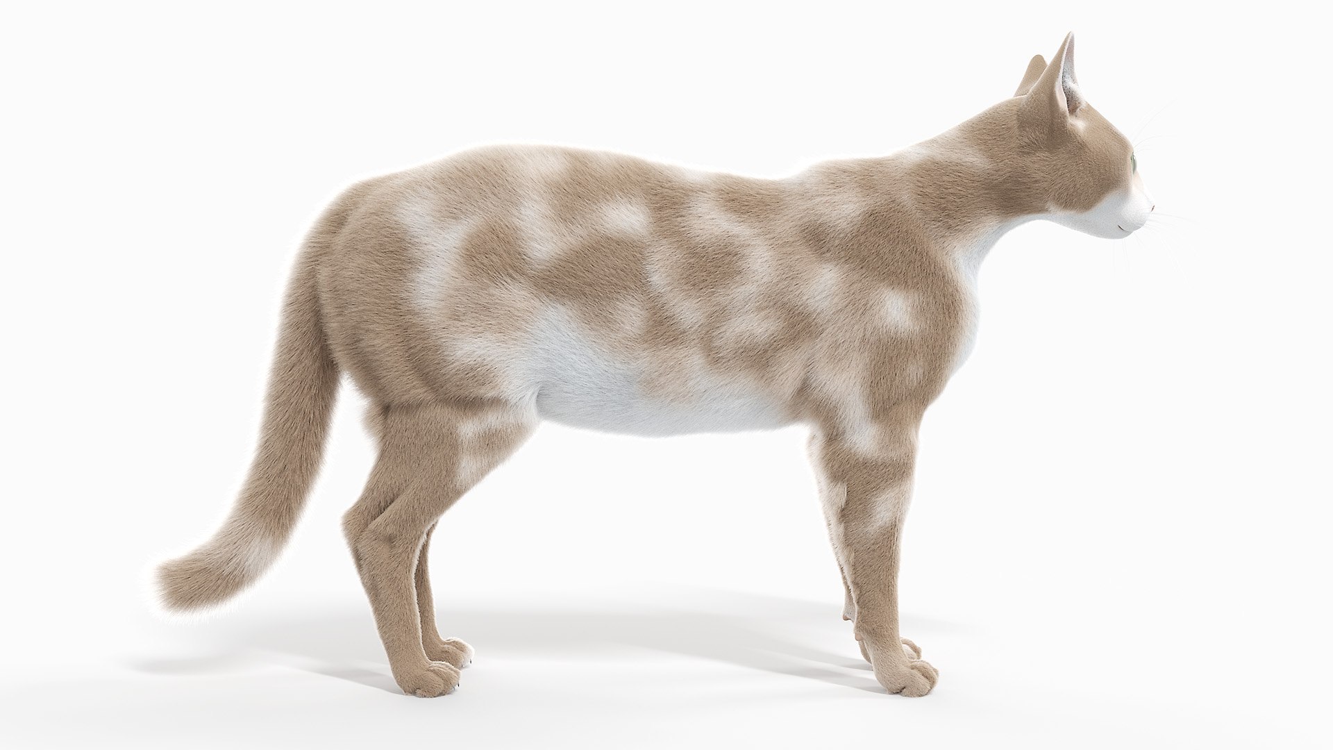 3D Cat Body Skeleton Static Model - TurboSquid 1696267