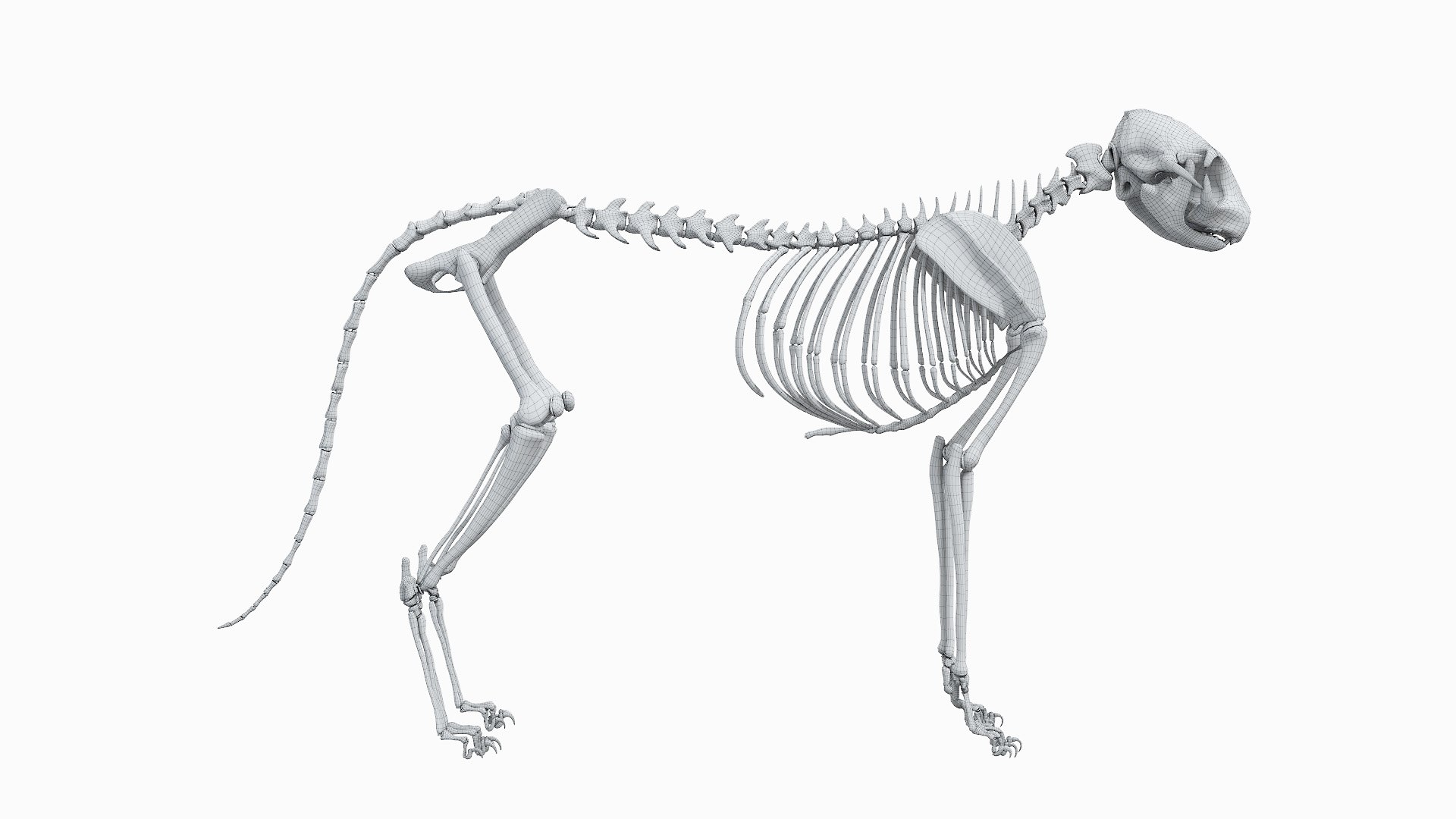 3D cat body skeleton static model - TurboSquid 1696267