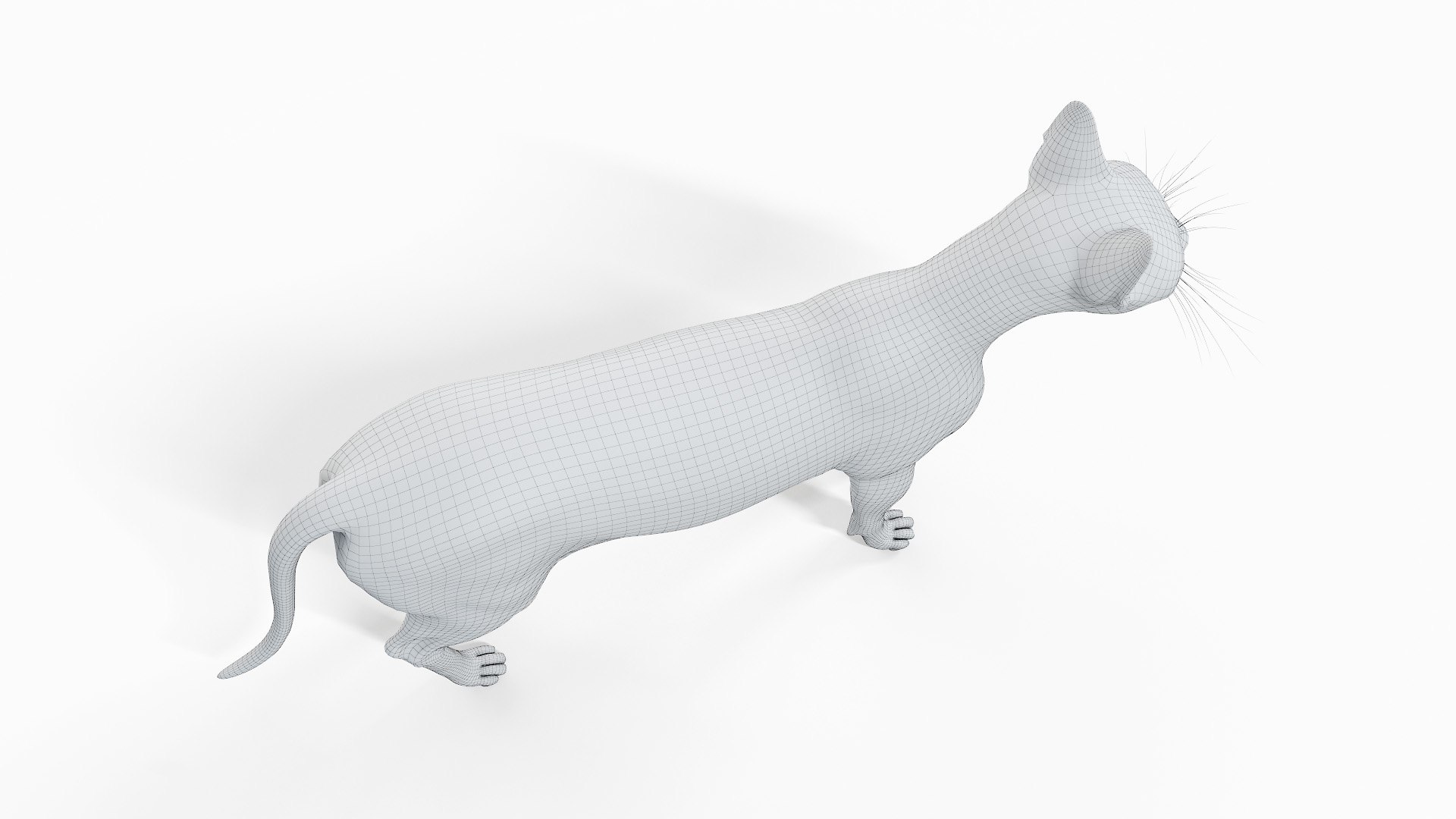 3D cat body skeleton static model - TurboSquid 1696267