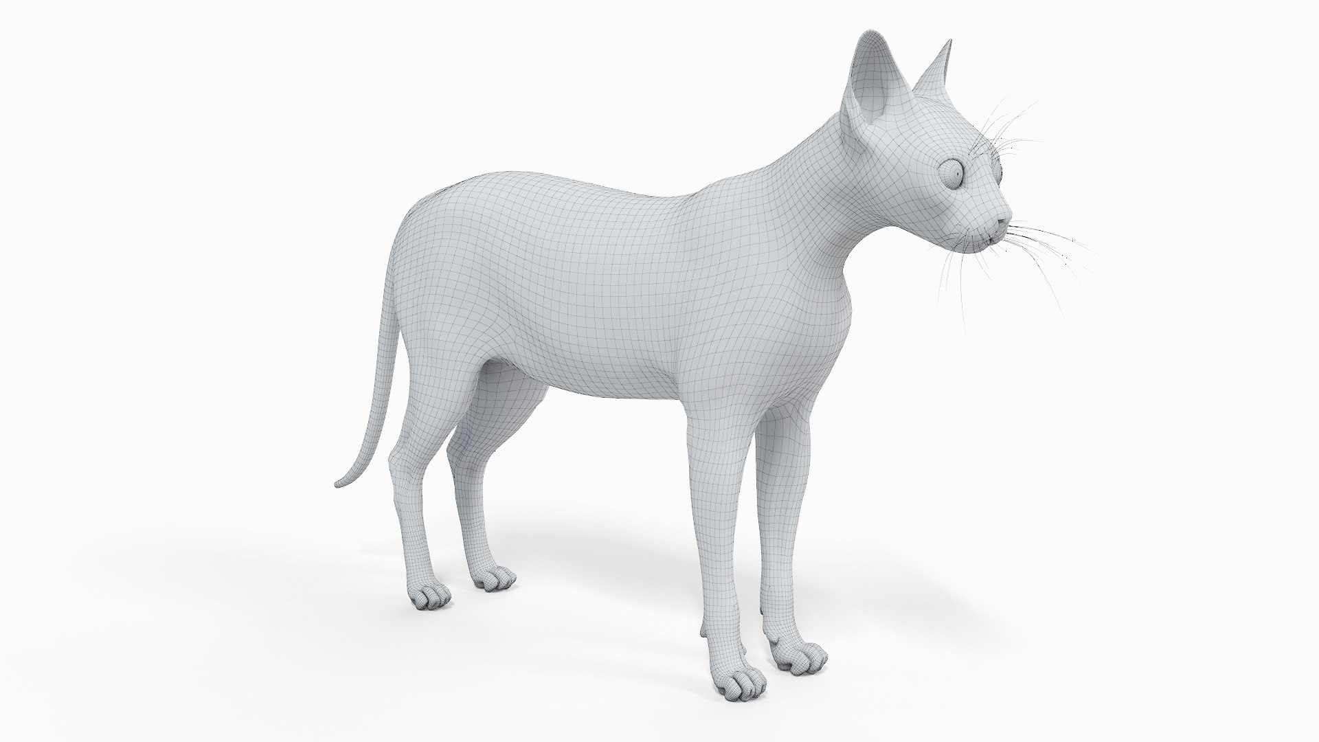 3D Cat Body Skeleton Static Model - TurboSquid 1696267