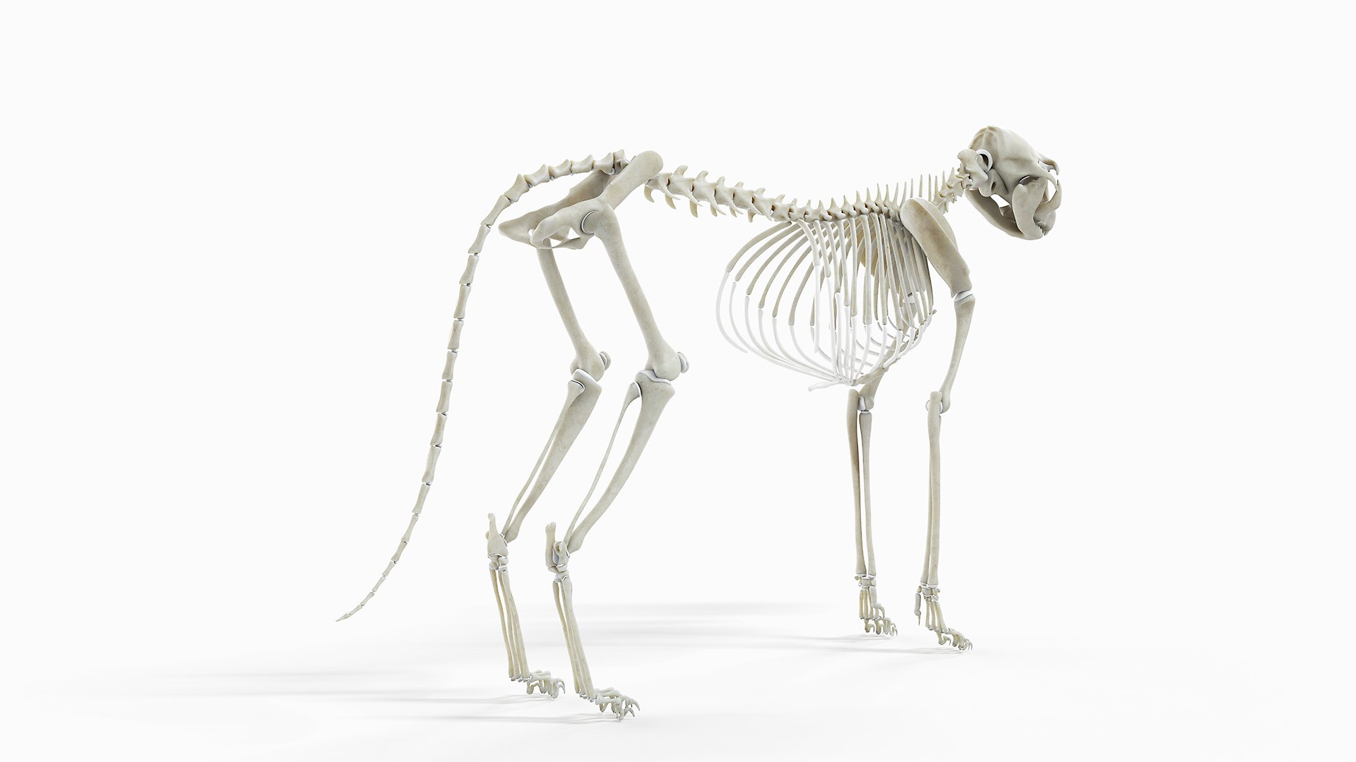 3D Cat Body Skeleton Static Model - TurboSquid 1696267