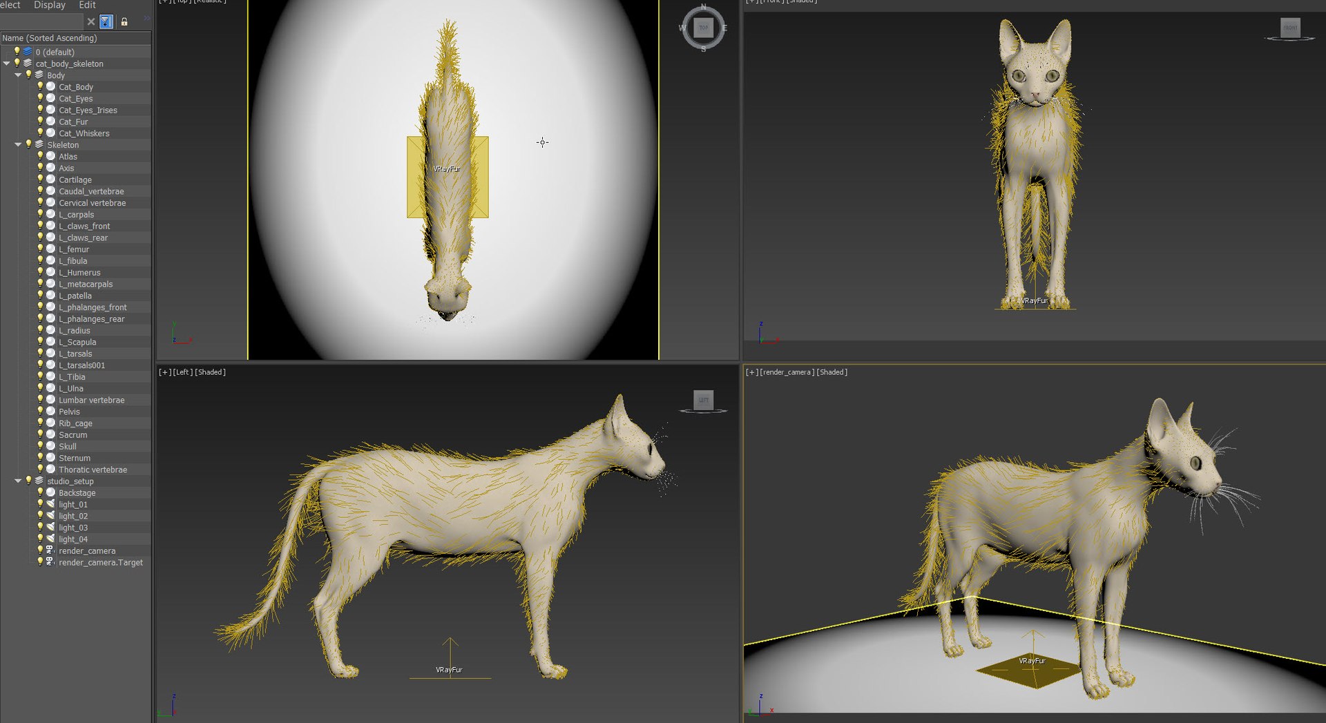 3D cat body skeleton static model - TurboSquid 1696267
