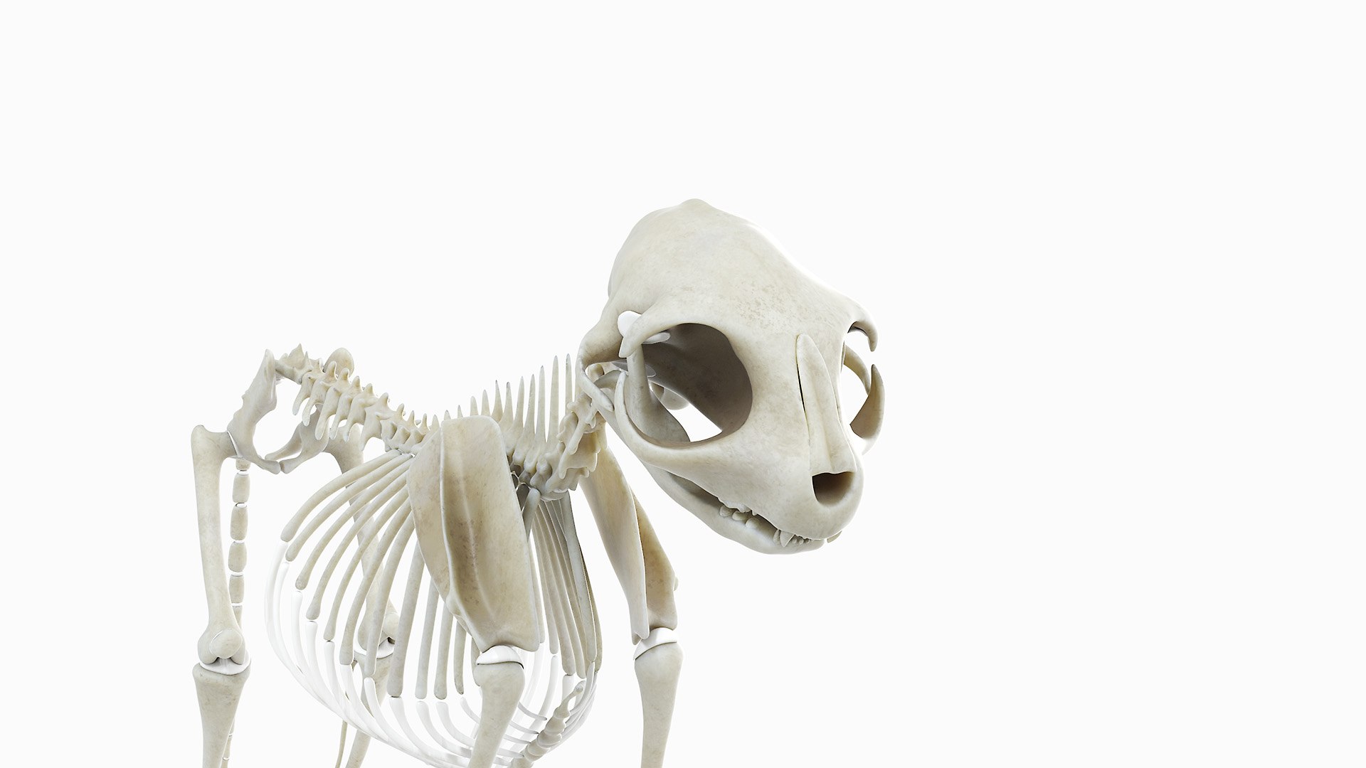 3D Cat Body Skeleton Static Model - TurboSquid 1696267