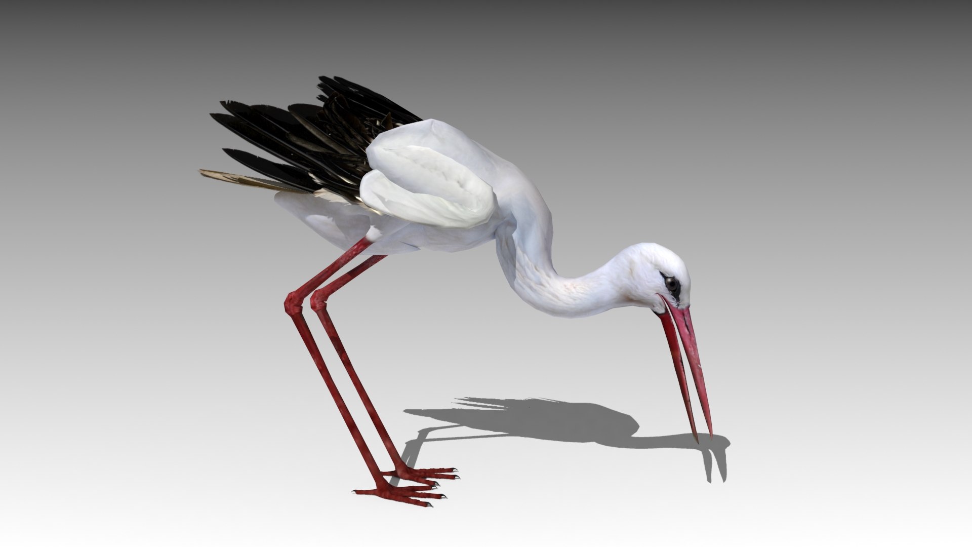 White Stork 3D Model - TurboSquid 1463861