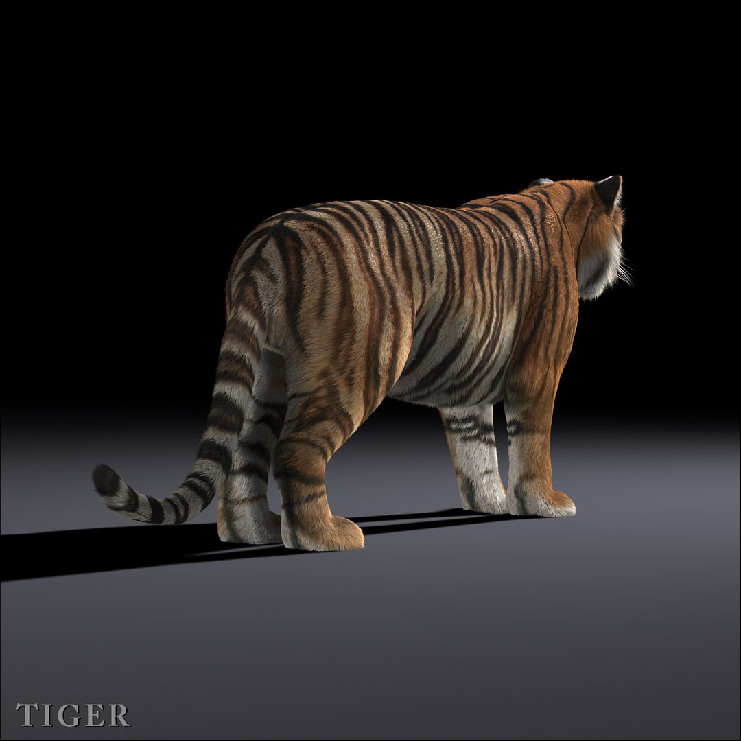 Tigers Fur 3d Model