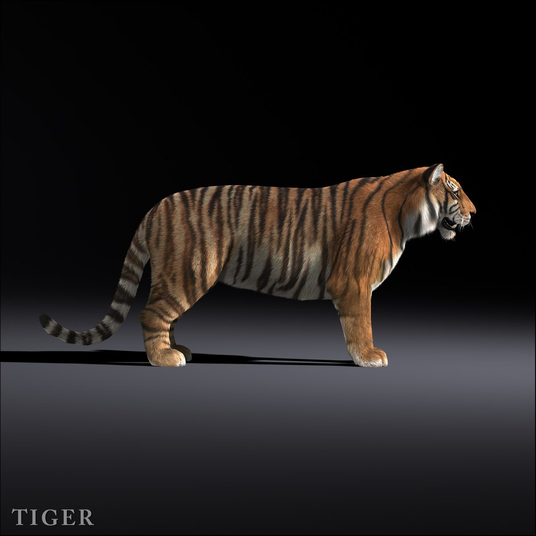 Tigers Fur 3d Model