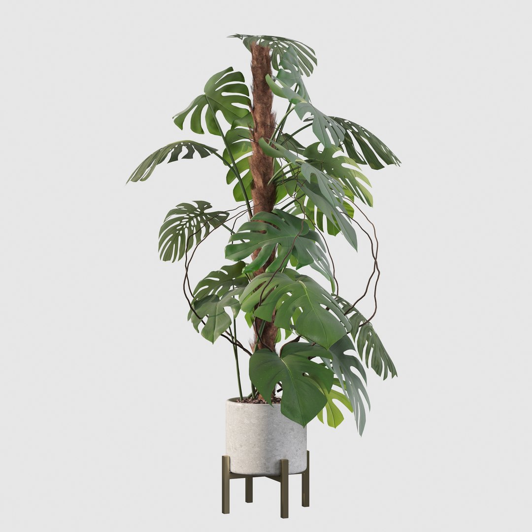 3D Monstera deliciosa 07 - TurboSquid 1962040