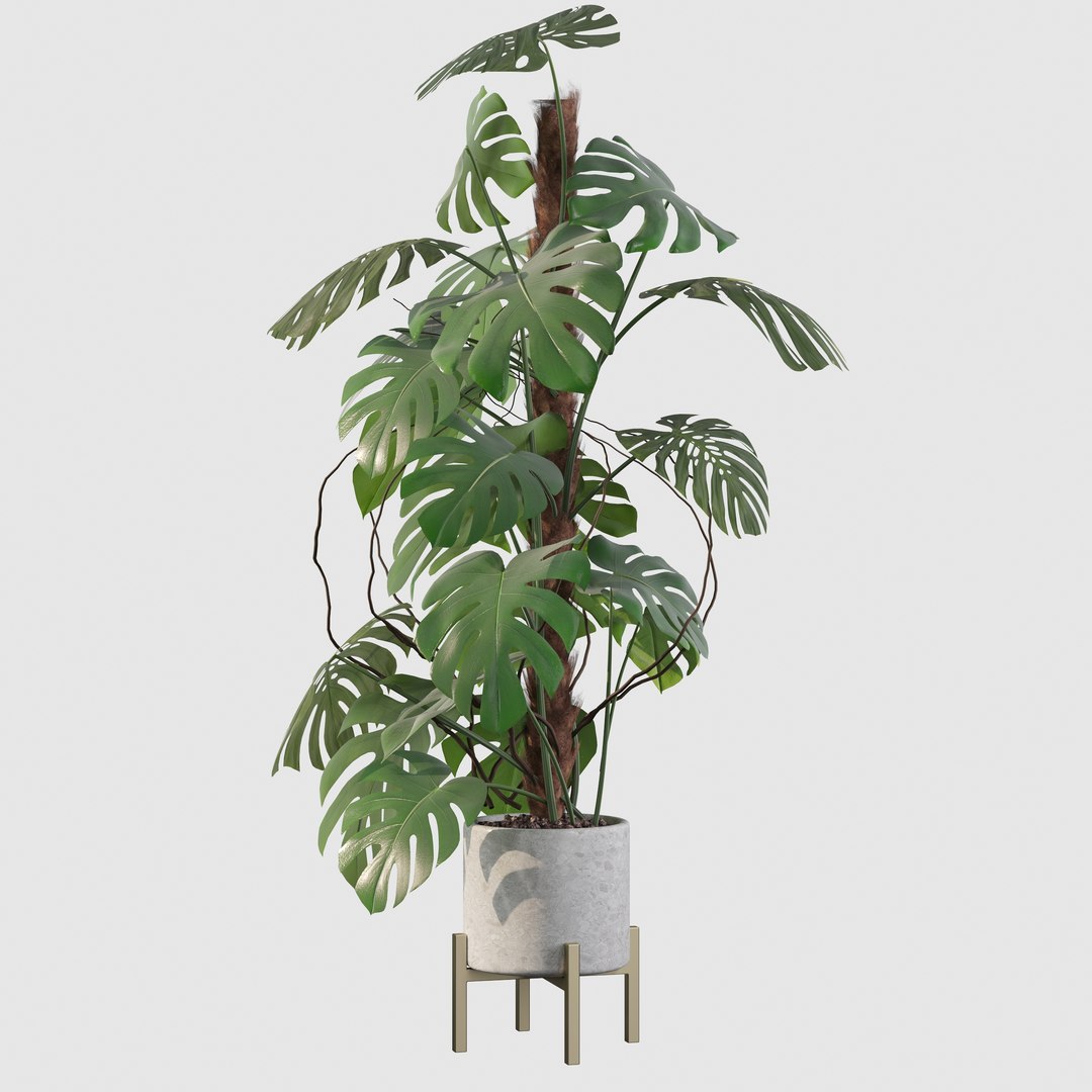 3D Monstera Deliciosa 07 - TurboSquid 1962040
