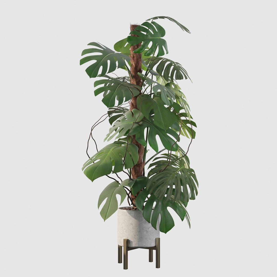 3D Monstera Deliciosa 07 - TurboSquid 1962040