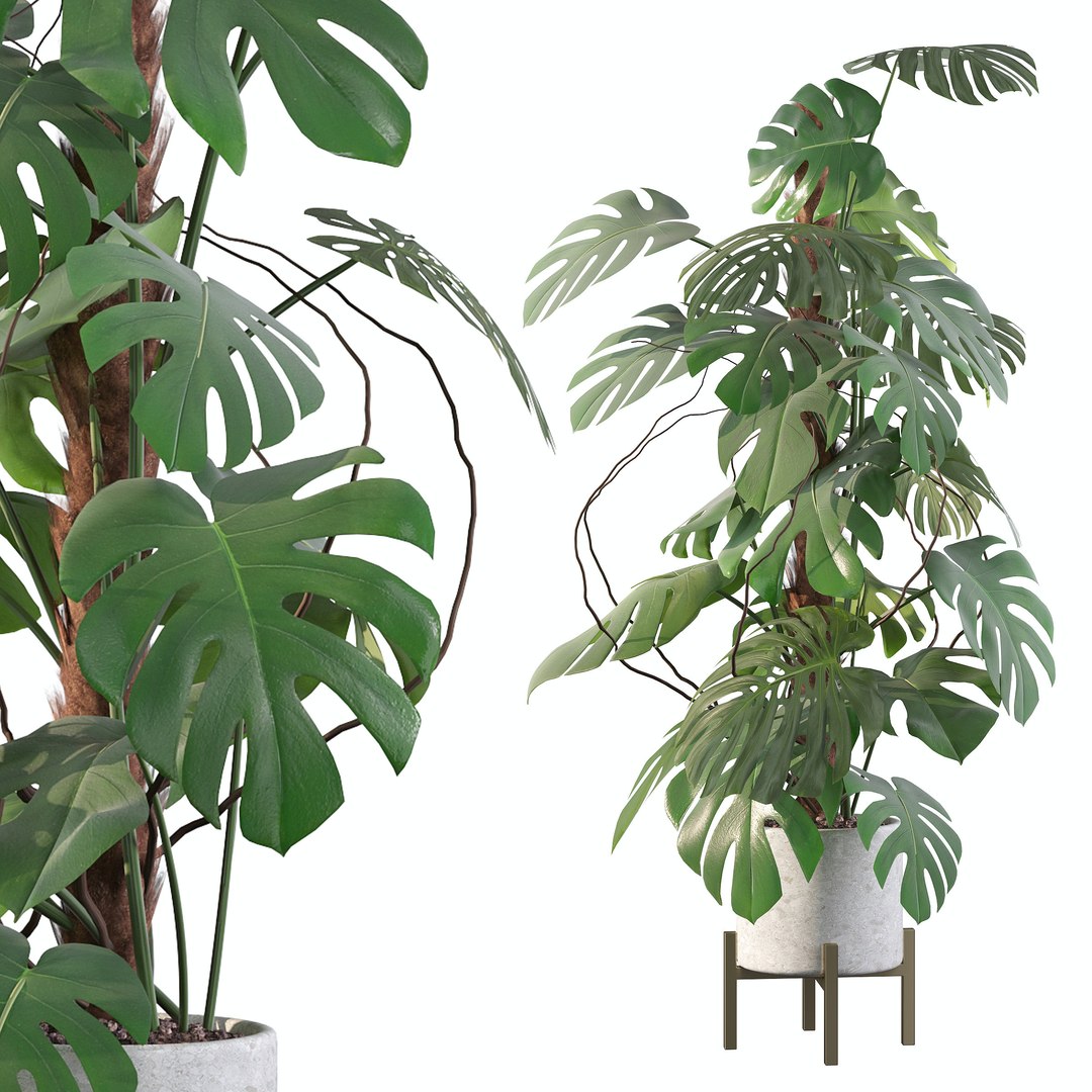 3D Monstera deliciosa 07 - TurboSquid 1962040