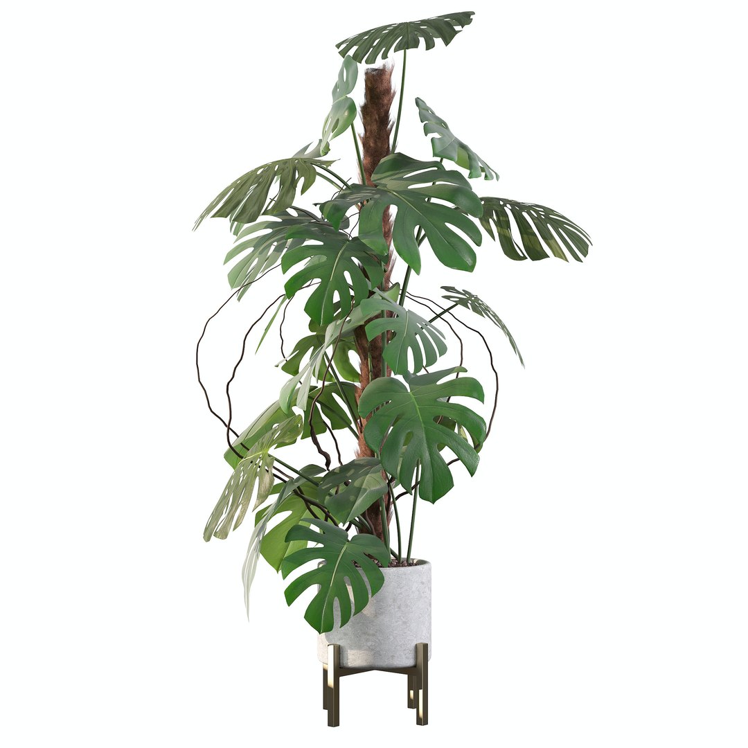 3D Monstera deliciosa 07 - TurboSquid 1962040