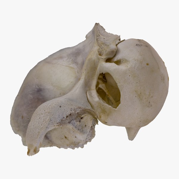 Domestic cat petrous temporal 3D - TurboSquid 1568008