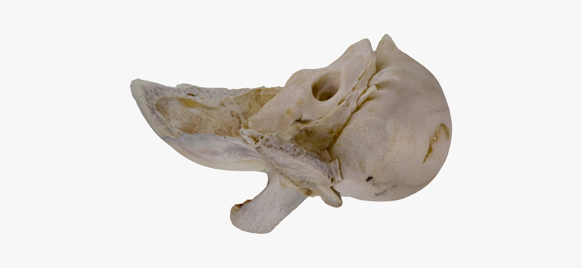 Domestic Cat Petrous Temporal 3D - TurboSquid 1568008